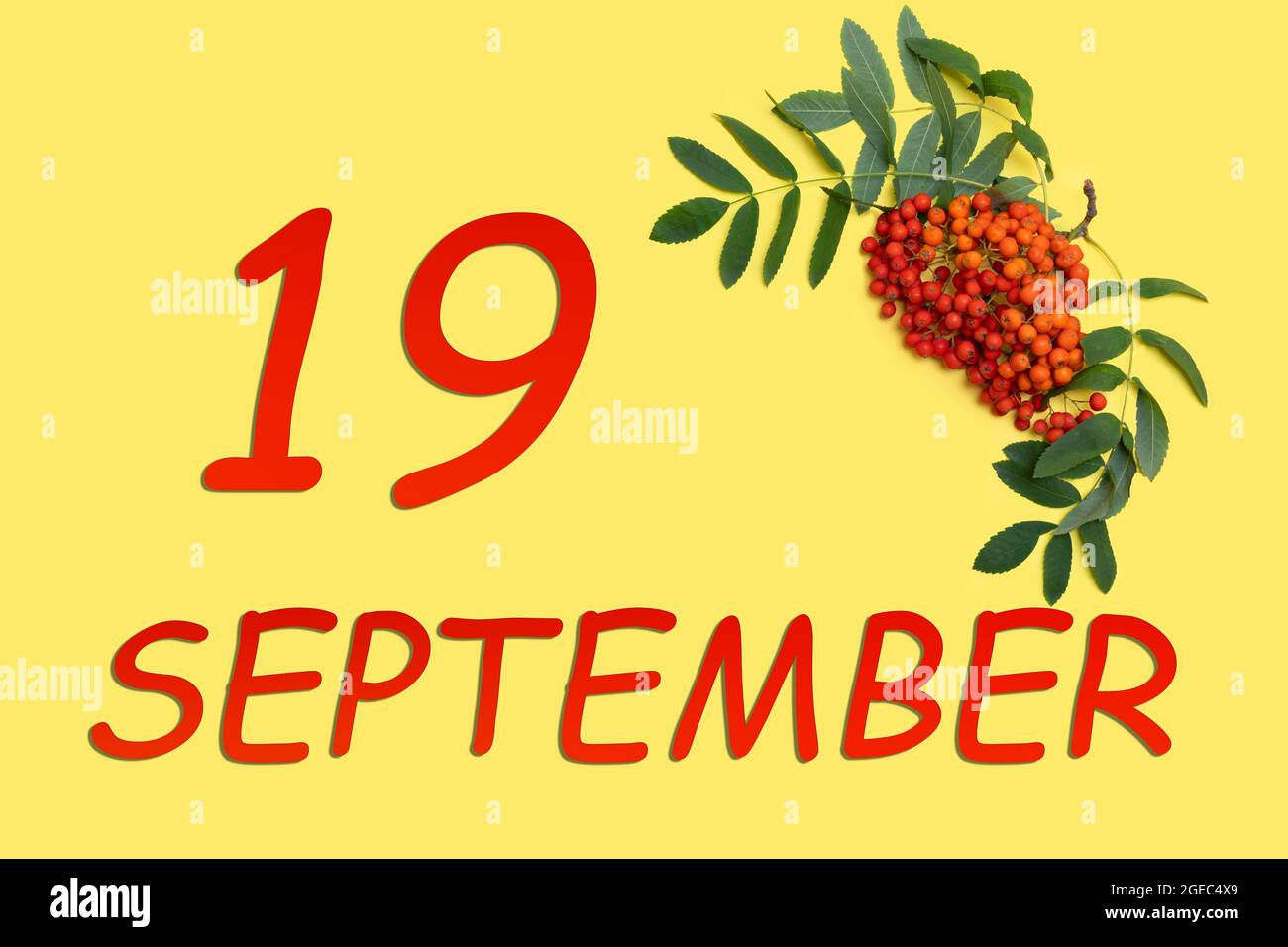 19th day of september. Rowan branch with red and orange berries and ...