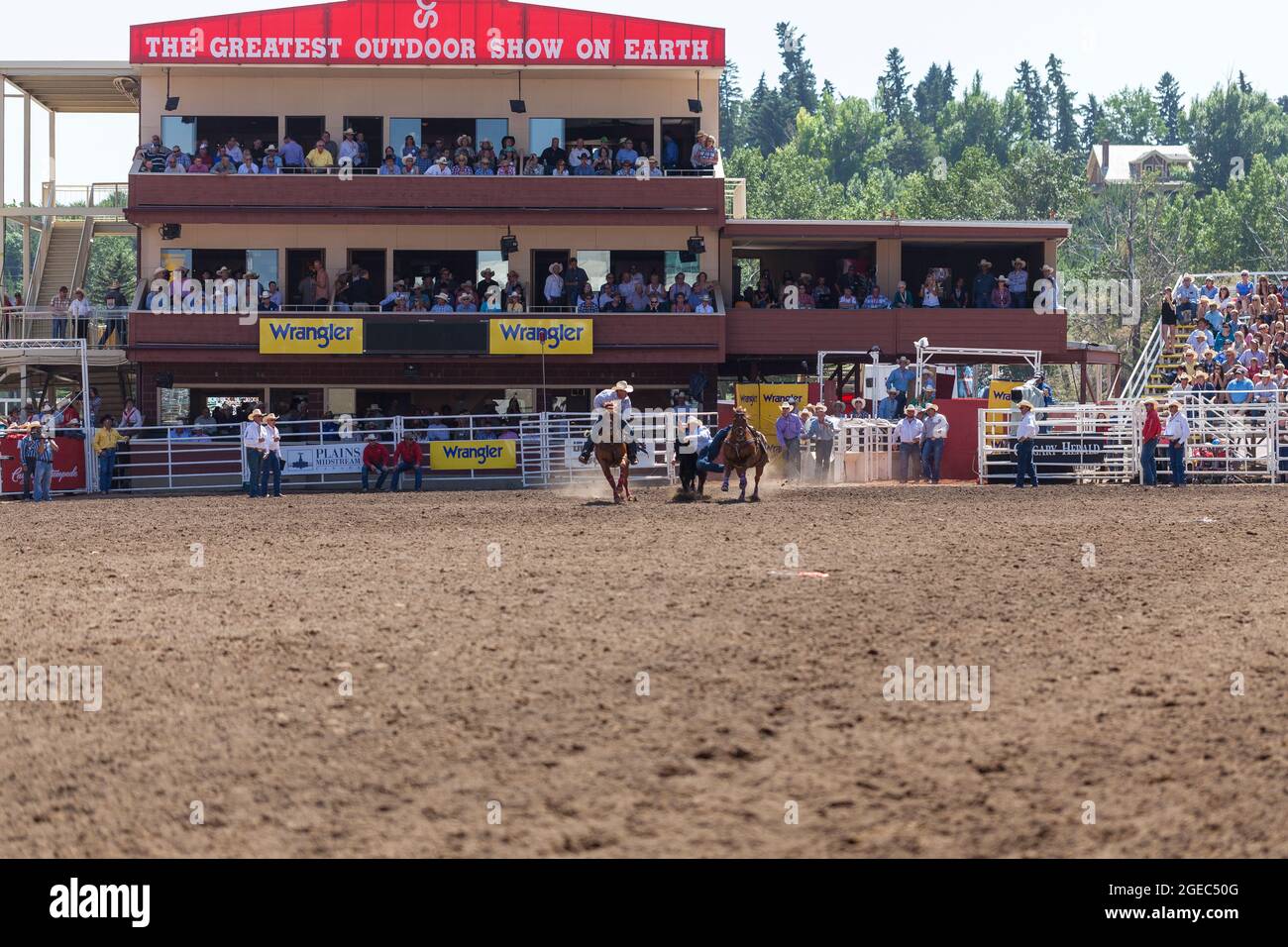 Cowboy rides bucking bronco at Calgary Stampede in Alberta during the ...