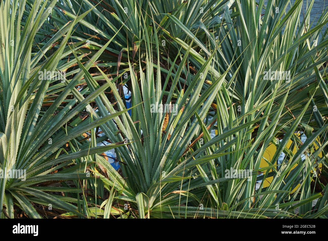 Fragrant Screwpine (Pandanus fascicularis, Pandanus odorifer, Pandanus ...