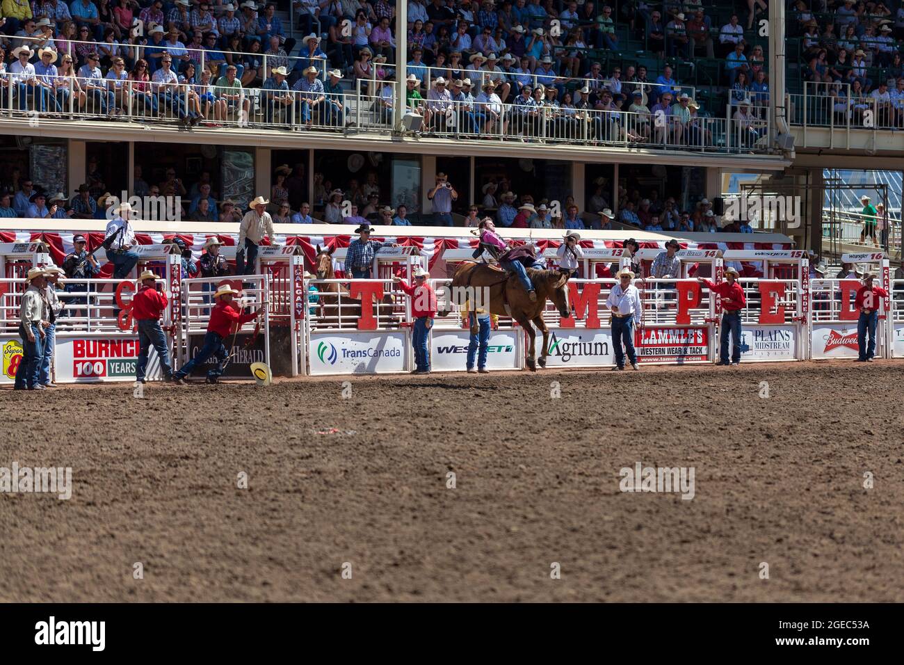 Cowboy rides bucking bronco at Calgary Stampede in Alberta during the ...
