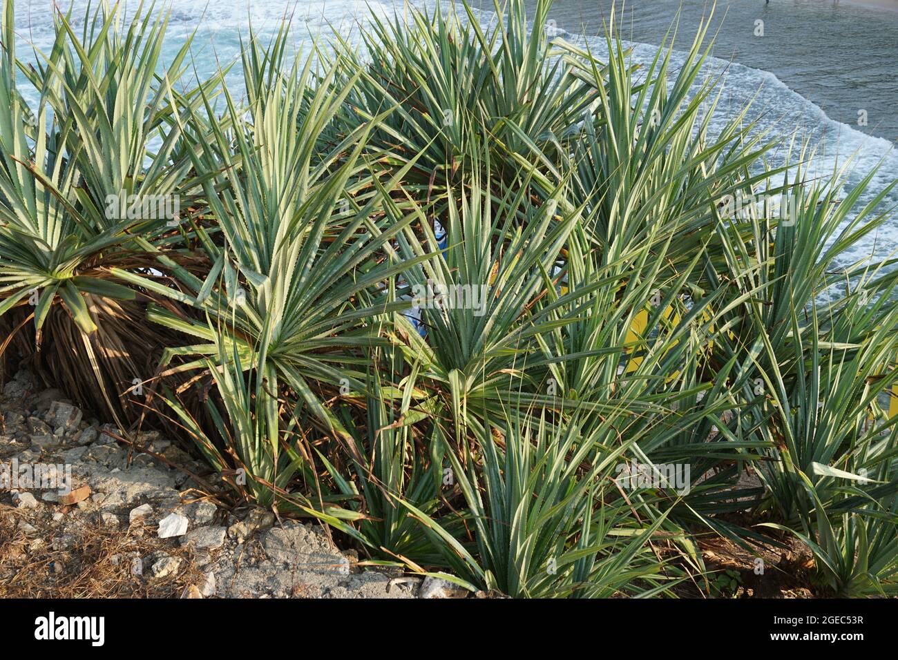 Fragrant Screwpine (Pandanus fascicularis, Pandanus odorifer, Pandanus ...