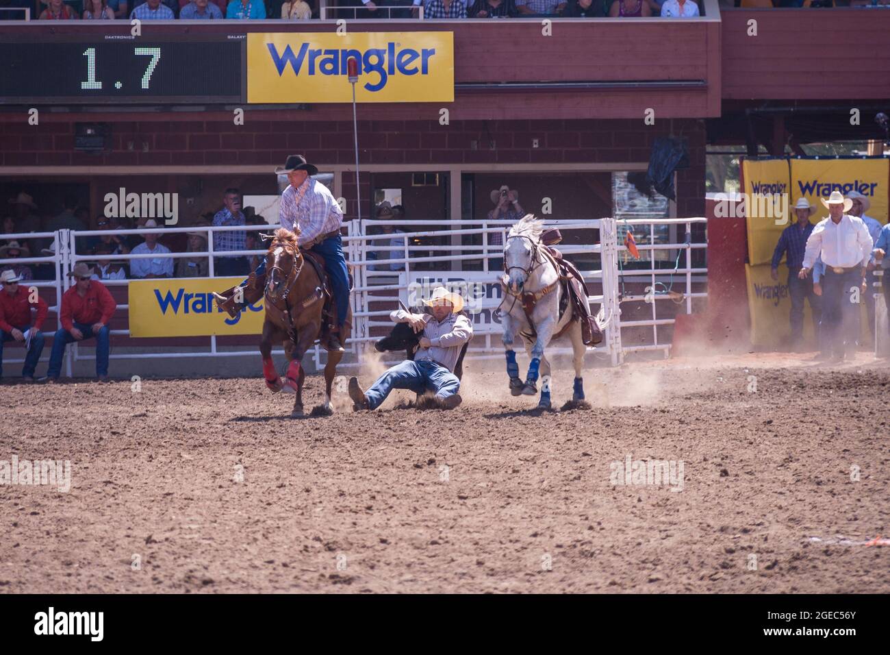A cowboy attempts to capture a bull at the Calgary Stampede event in ...