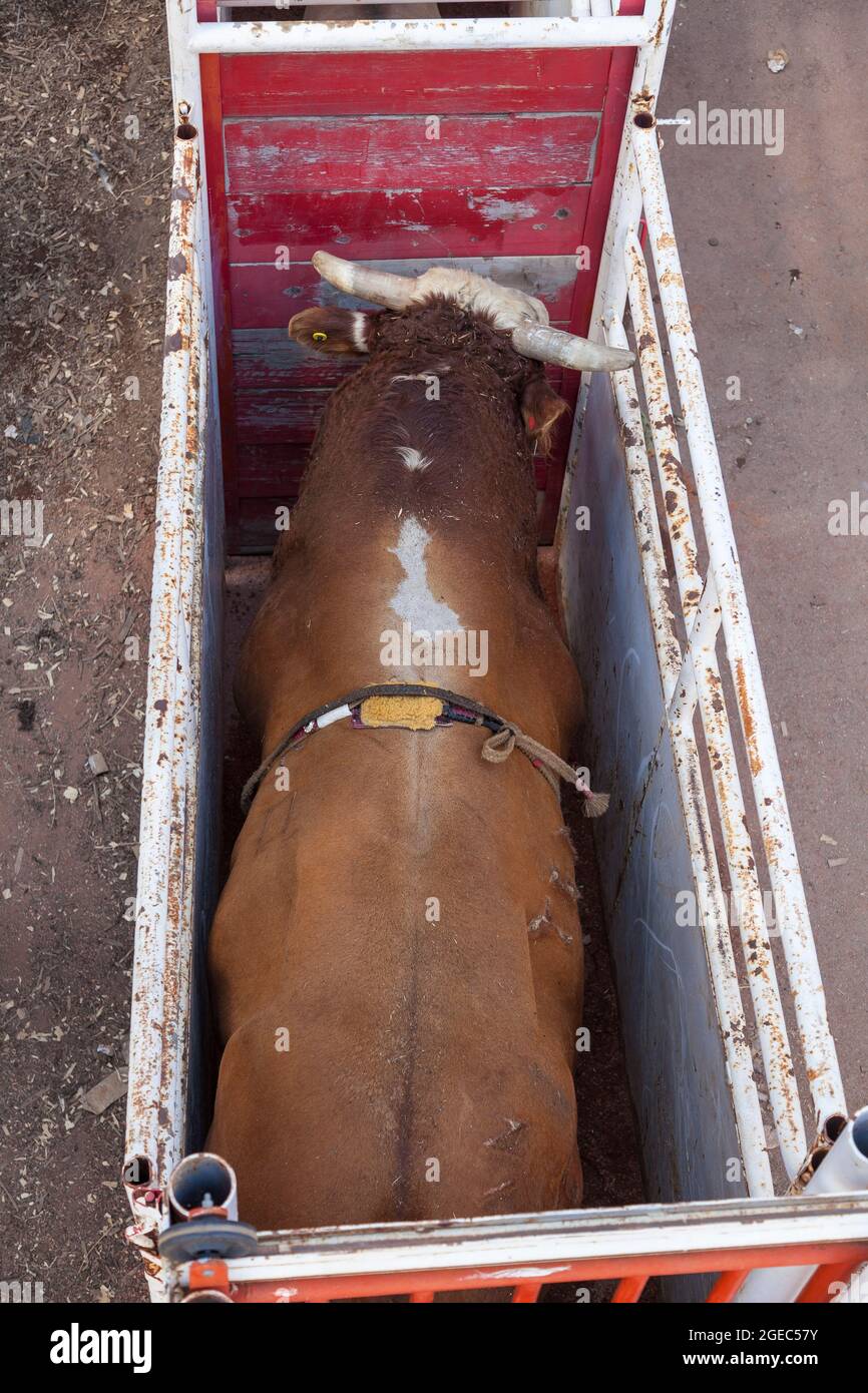 A bull locked in a cage before it is released at the Calgary stampede ...
