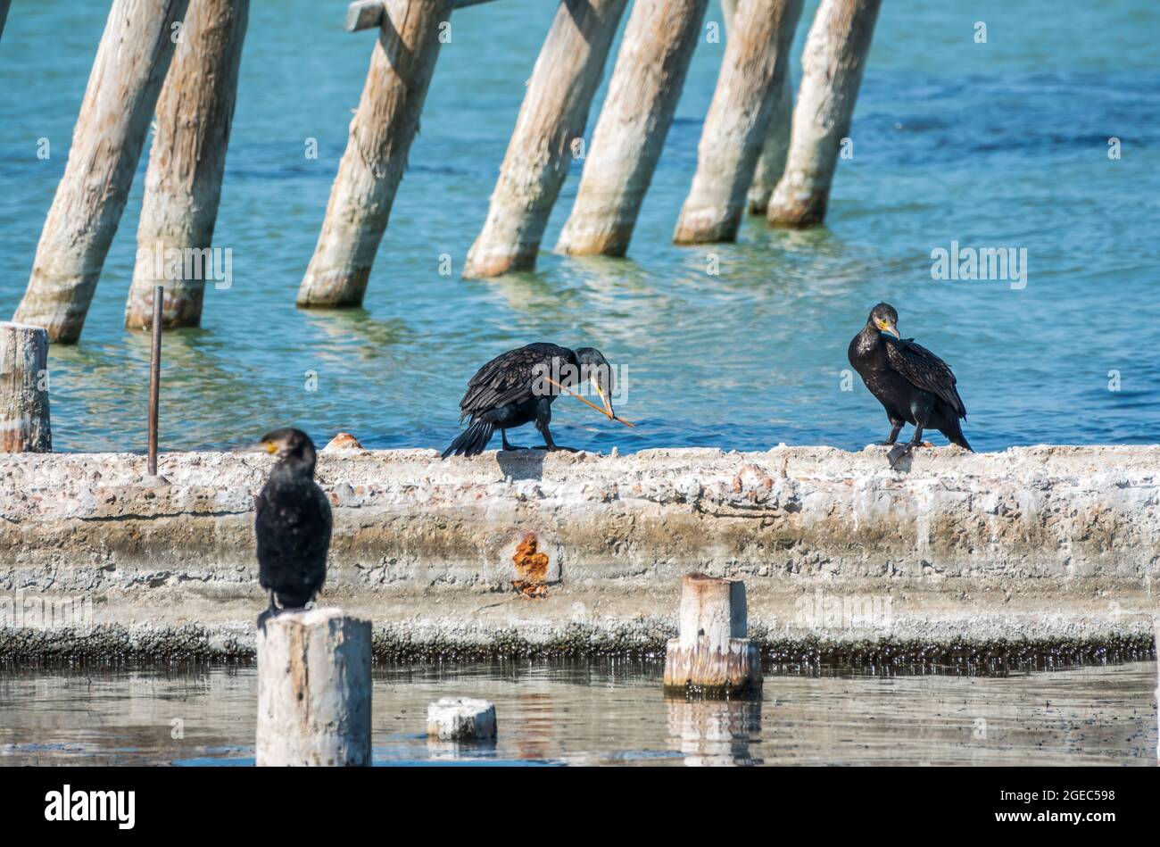 Two cormorants are pulling a stick. Two cormorants are playing on the ...