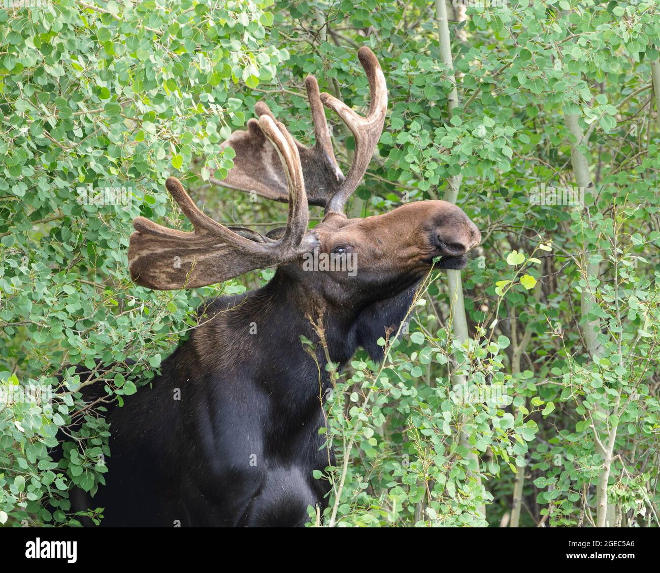 Bull moose aspen tree hi-res stock photography and images - Alamy