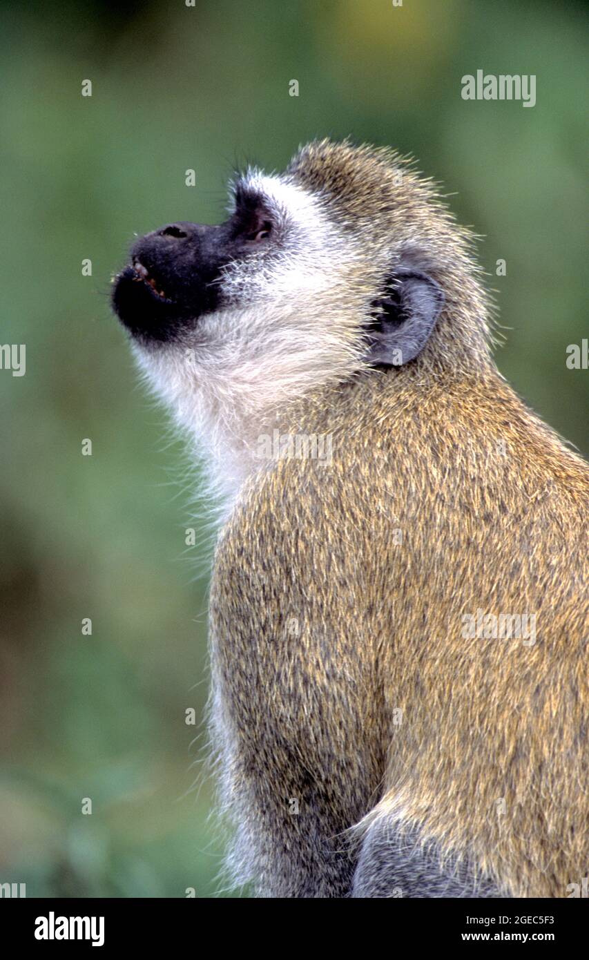 Vervet monkey (Chlorocebus pygerythrus) in Ngorongoro Crater, Tanzania ...