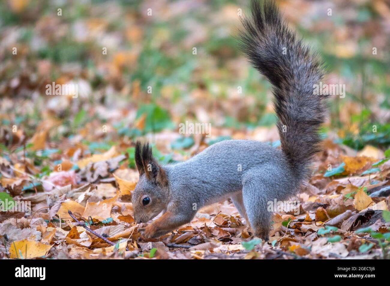 Squirrel in autumn hides nuts on the green grass with fallen yellow ...