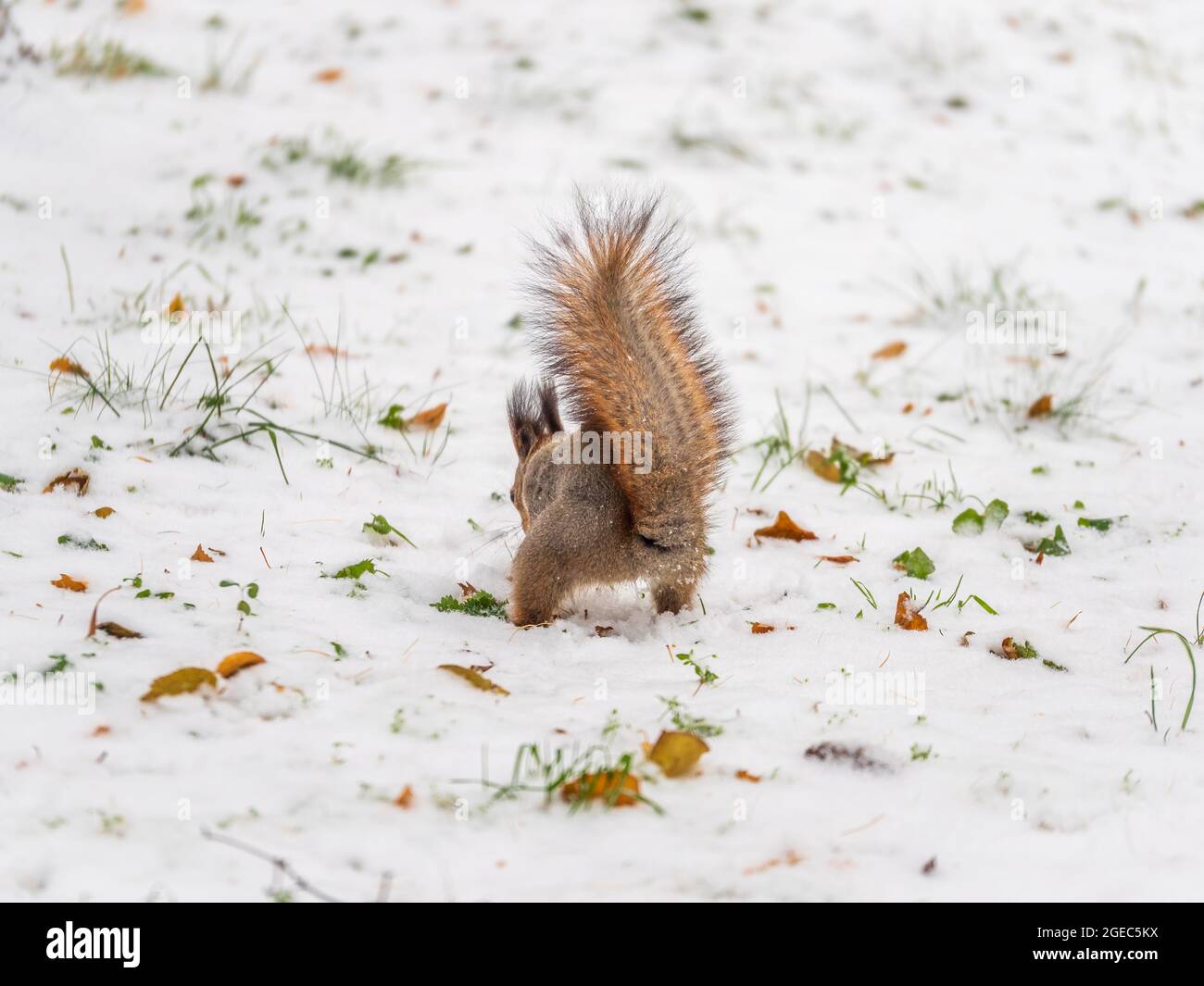 A rear view of a squirrel in grey winter coat against the snow ...