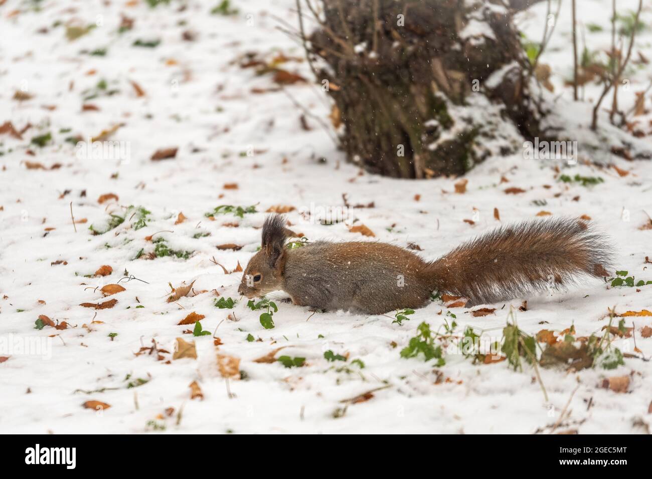 Squirrel hides nuts in the white snow. Eurasian red squirrel, Sciurus ...