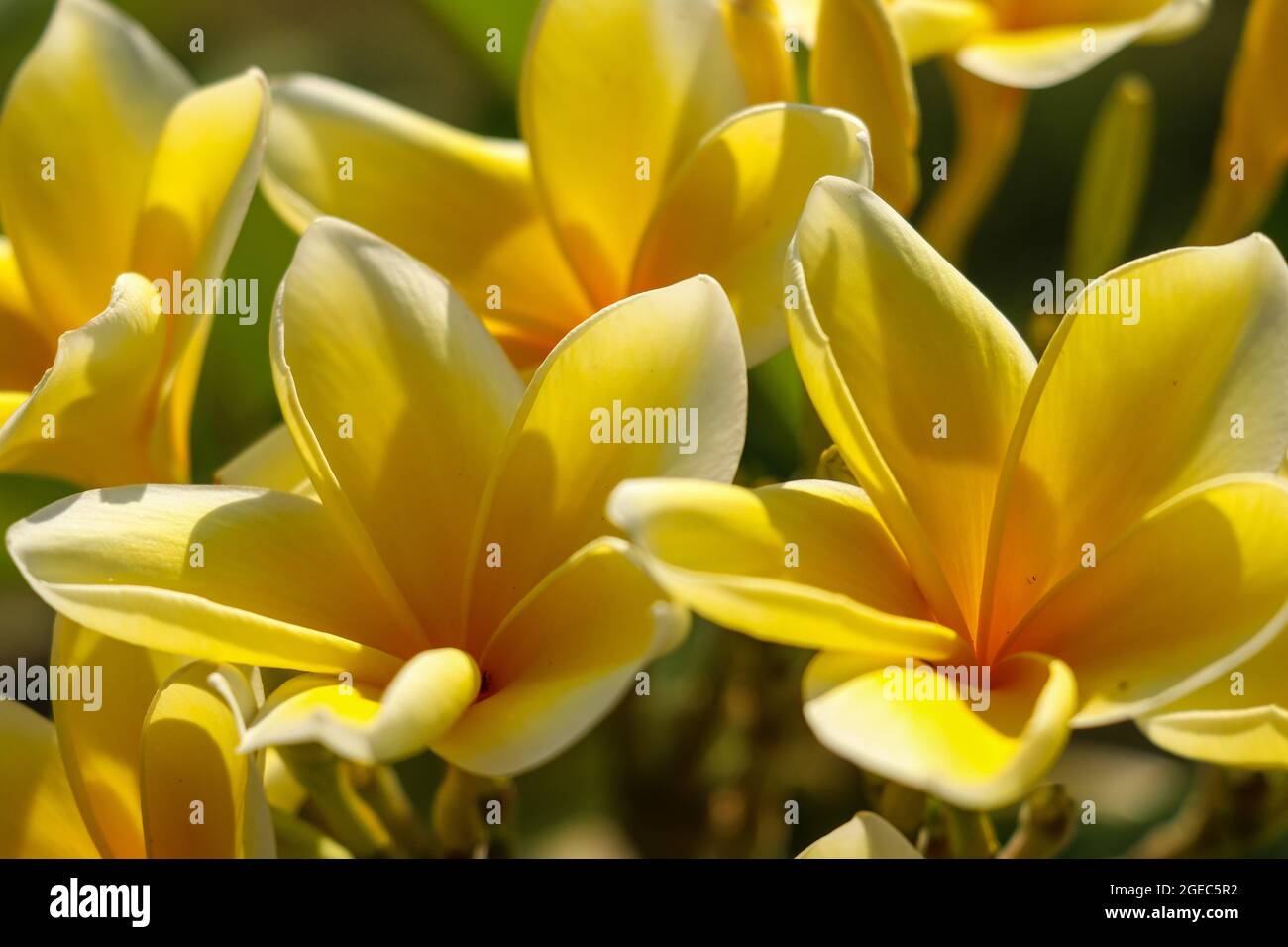 Close up of red blooming flower with hanging blossoms Amaranthus ...