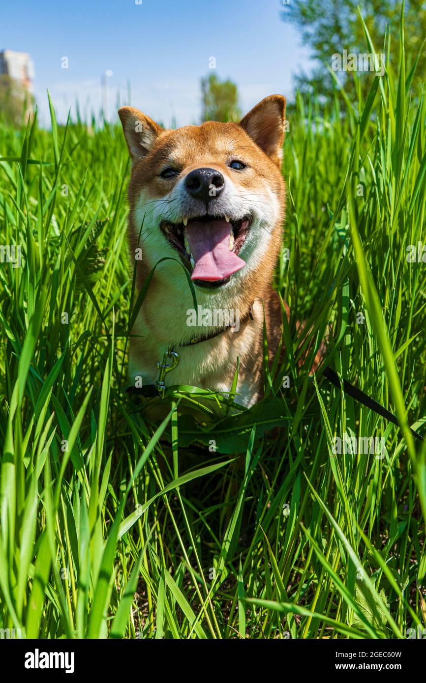 Happy shiba inu dog. Red-haired Japanese dog smile portrait Stock Photo ...