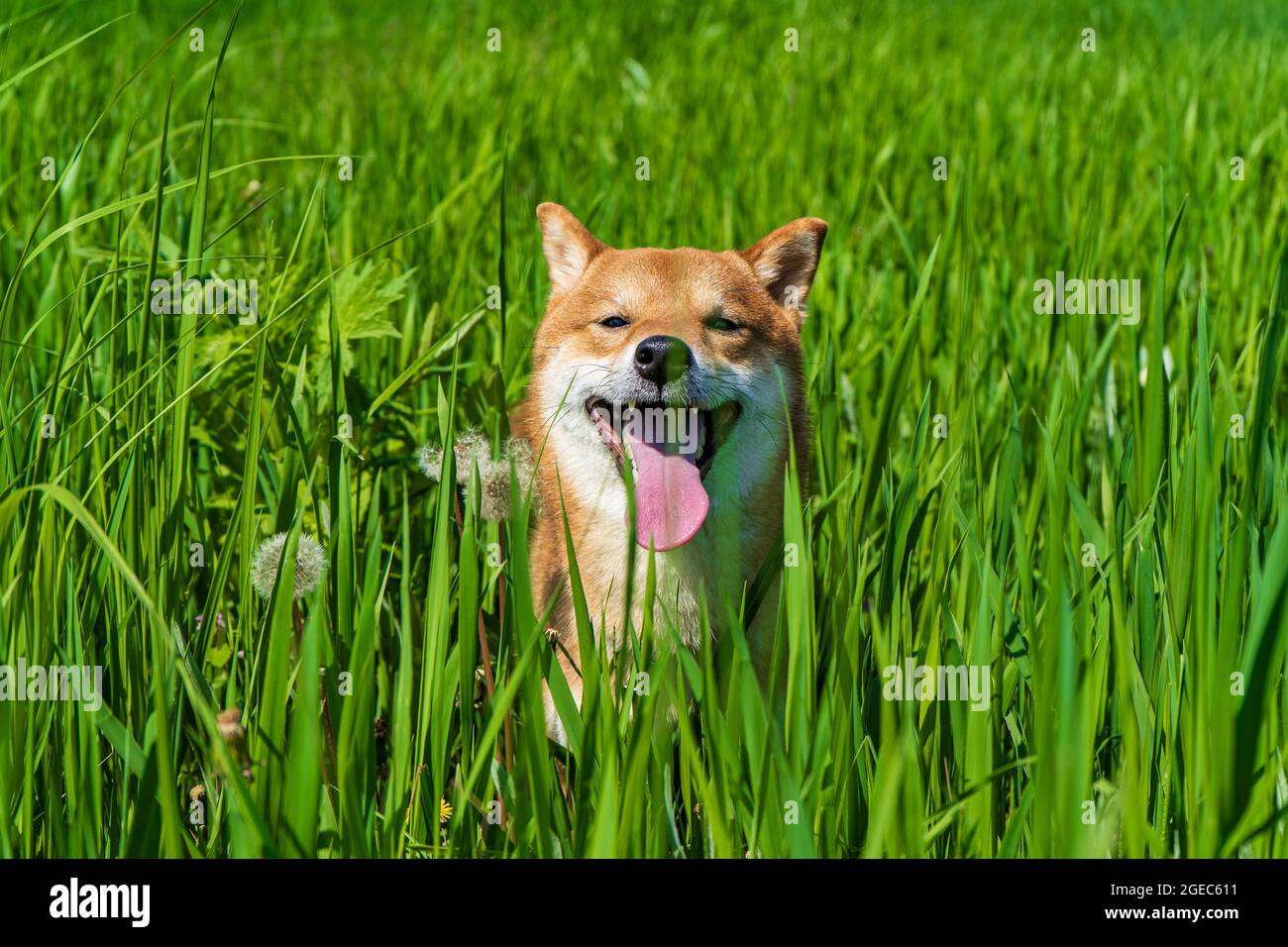 Happy shiba inu dog. Red-haired Japanese dog smile portrait Stock Photo ...
