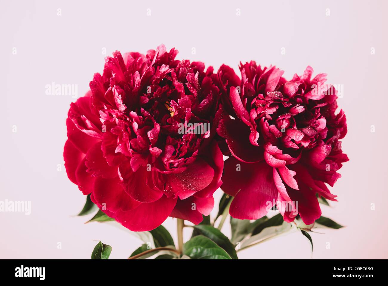 Blooming red burgundy peony flowers close-up on a pastel pink ...