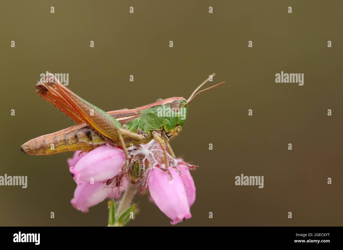 Grasshopper flower uk hi-res stock photography and images - Alamy