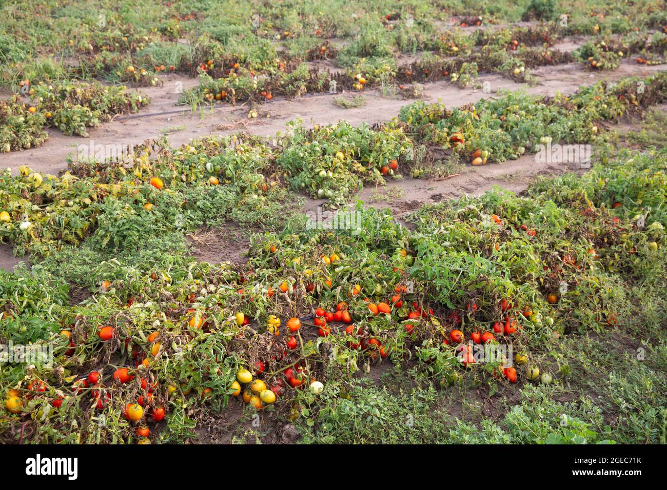 Hail-beaten tomatoes following a natural disaster on farm field Stock Photo - Alamy