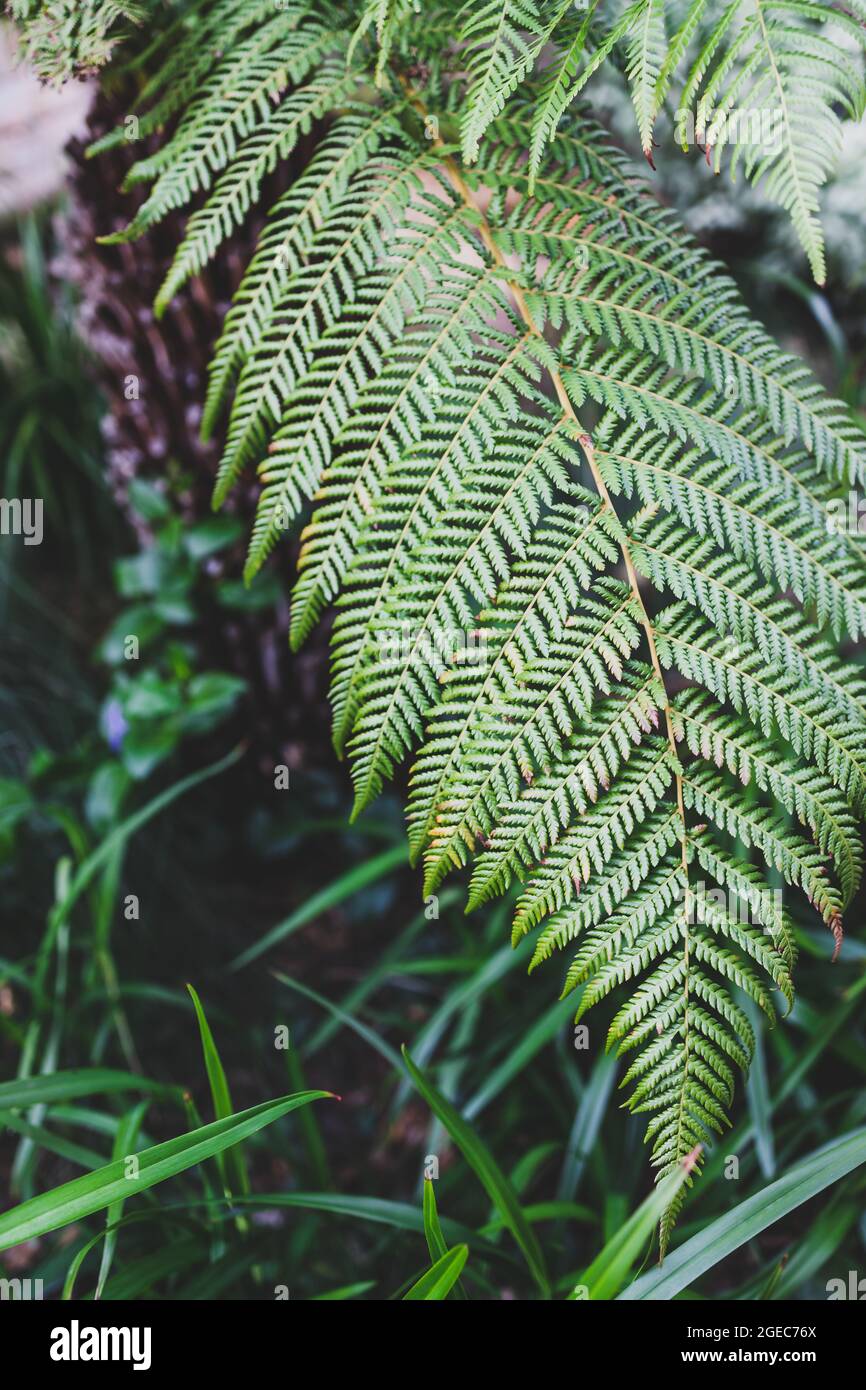 close-up of fern tree with long deep green leaves and plants growing up ...