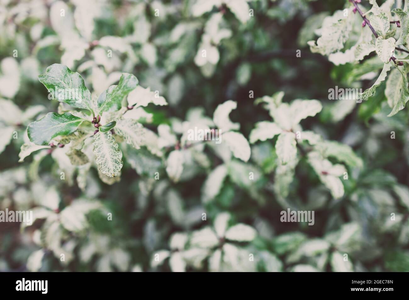 Pittosporum hedge hi-res stock photography and images - Alamy