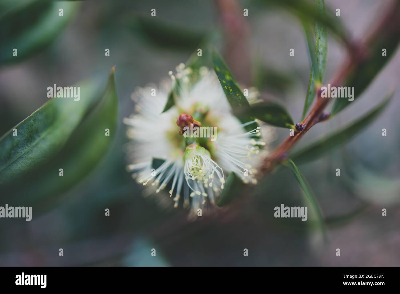 native Australian callistemon bottle brush plant with yellow flowers ...