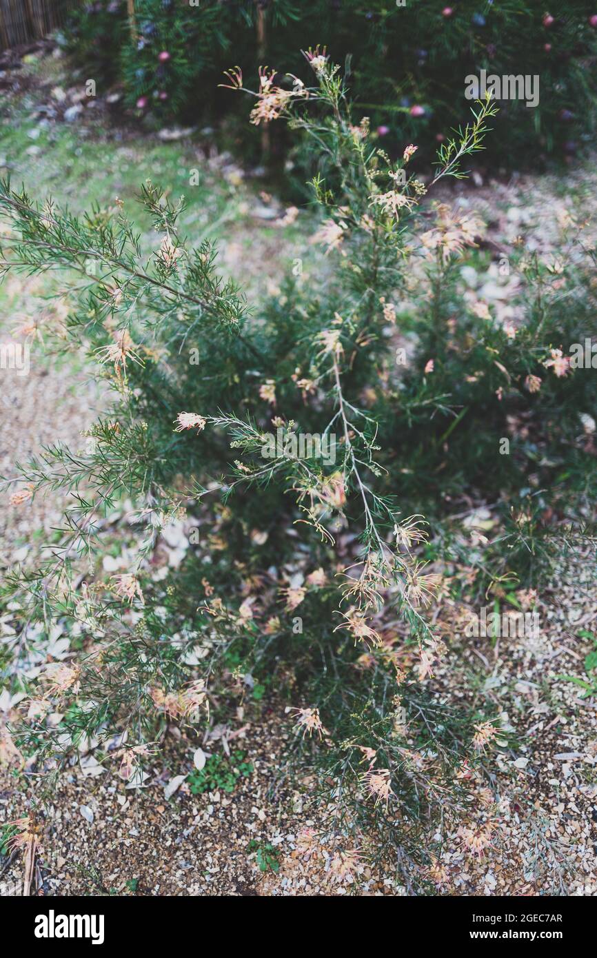 native Australian grevillea semper florens plant with yellow pink ...