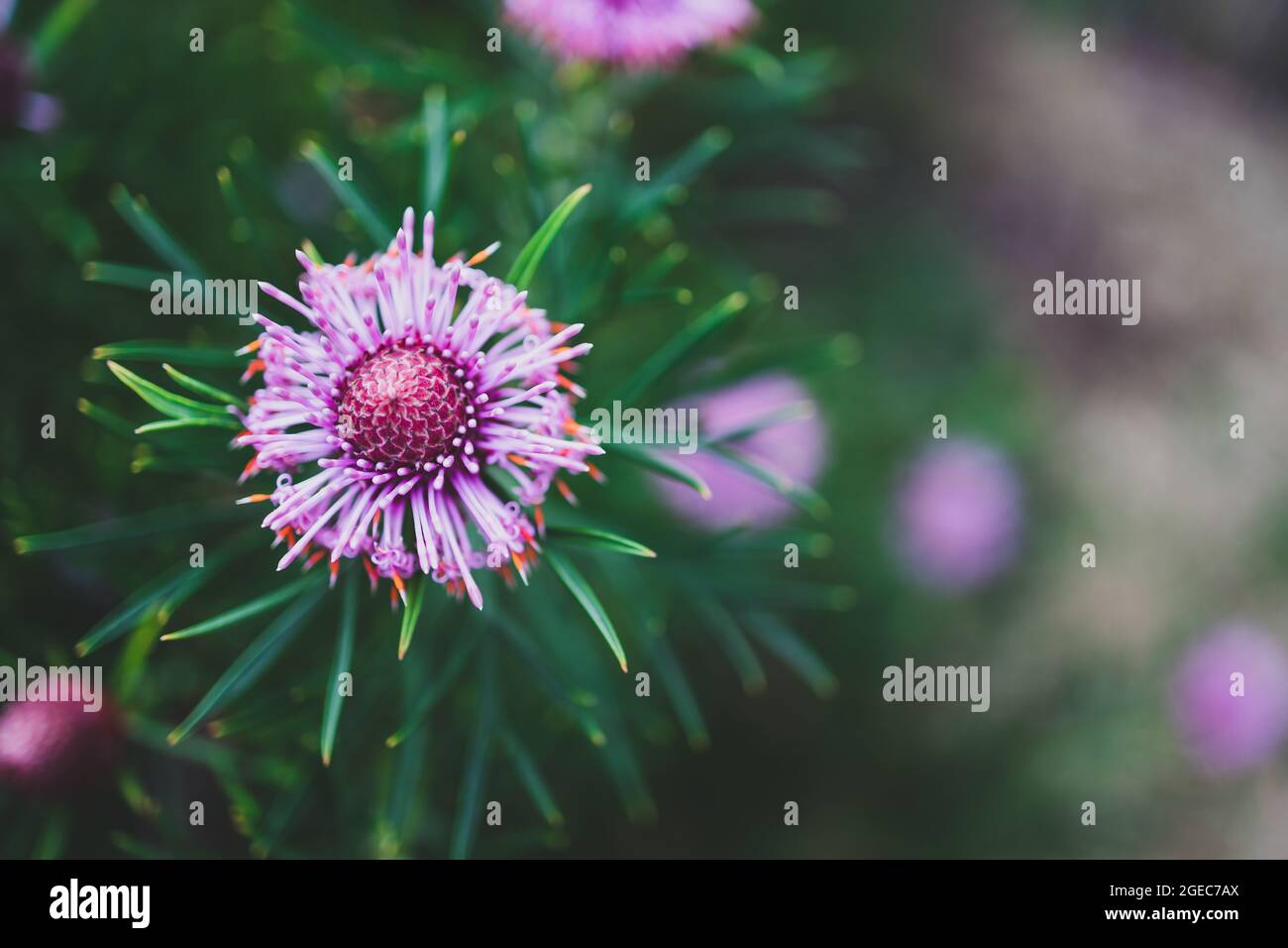 native Australian isopogon candy cone plant with pink flowers outdoor ...