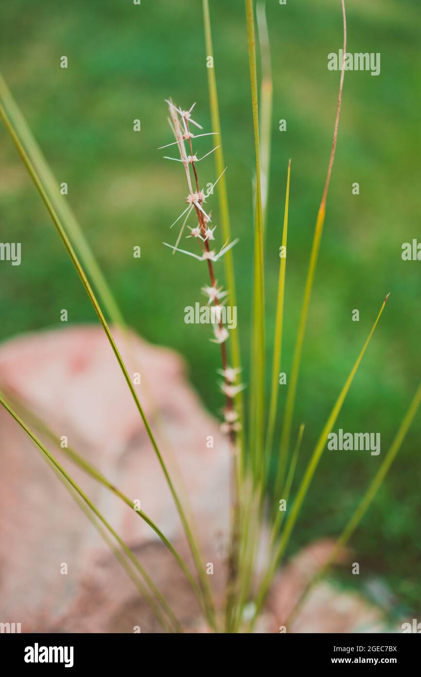 native Australian lomandra grass plant with flowers and seed pods ...