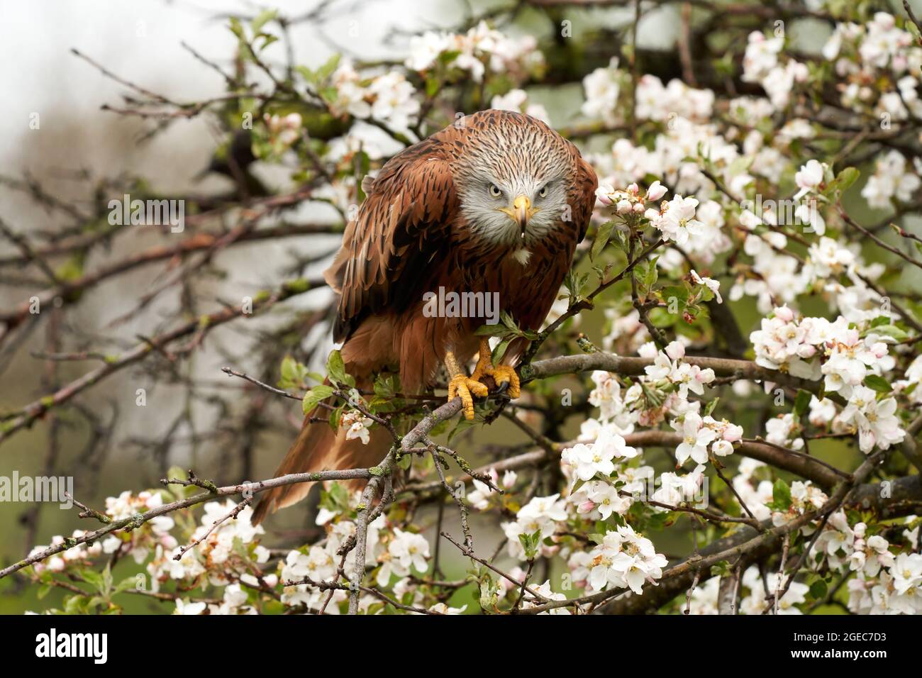 Red kite, sits on a fruit tree with white blossom. A lake in the ...