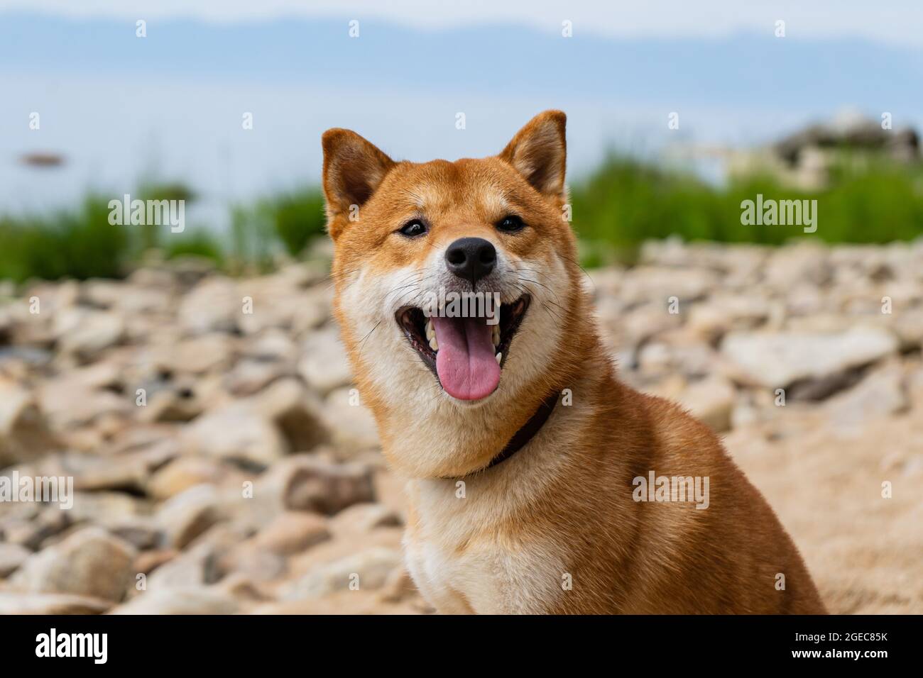 Happy red shiba inu dog. Red-haired Japanese dog smile portrait Stock ...