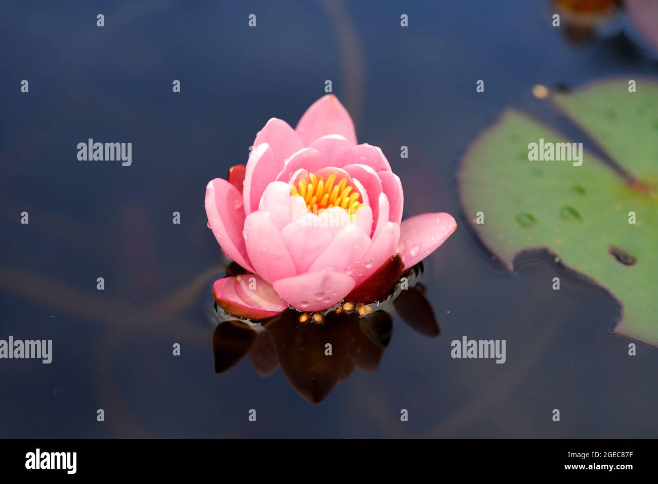 One pink half opened water lily with a yellow heart floating in dark ...