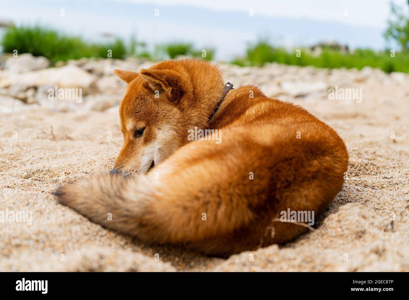 Happy red shiba inu dog plays on the sand. Red-haired Japanese dog ...