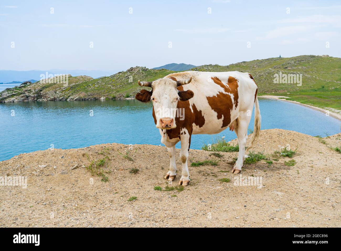Fat Cow High Resolution Stock Photography and Images - Alamy
