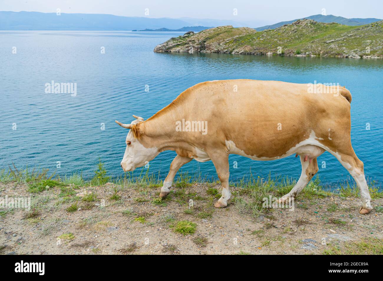 Fat Cow High Resolution Stock Photography and Images - Alamy