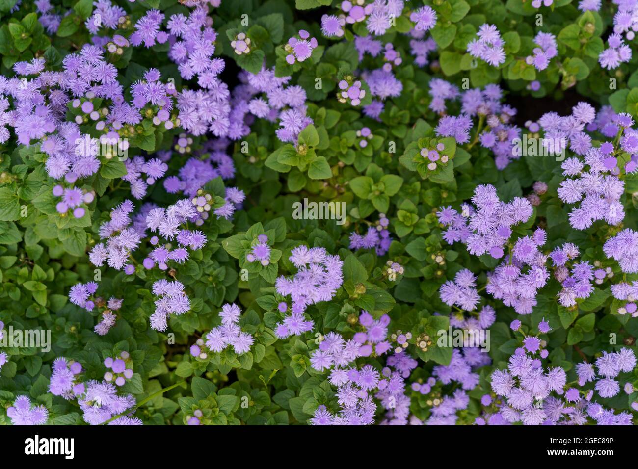 Small violet flowers with green leaves growing in the garden natural ...