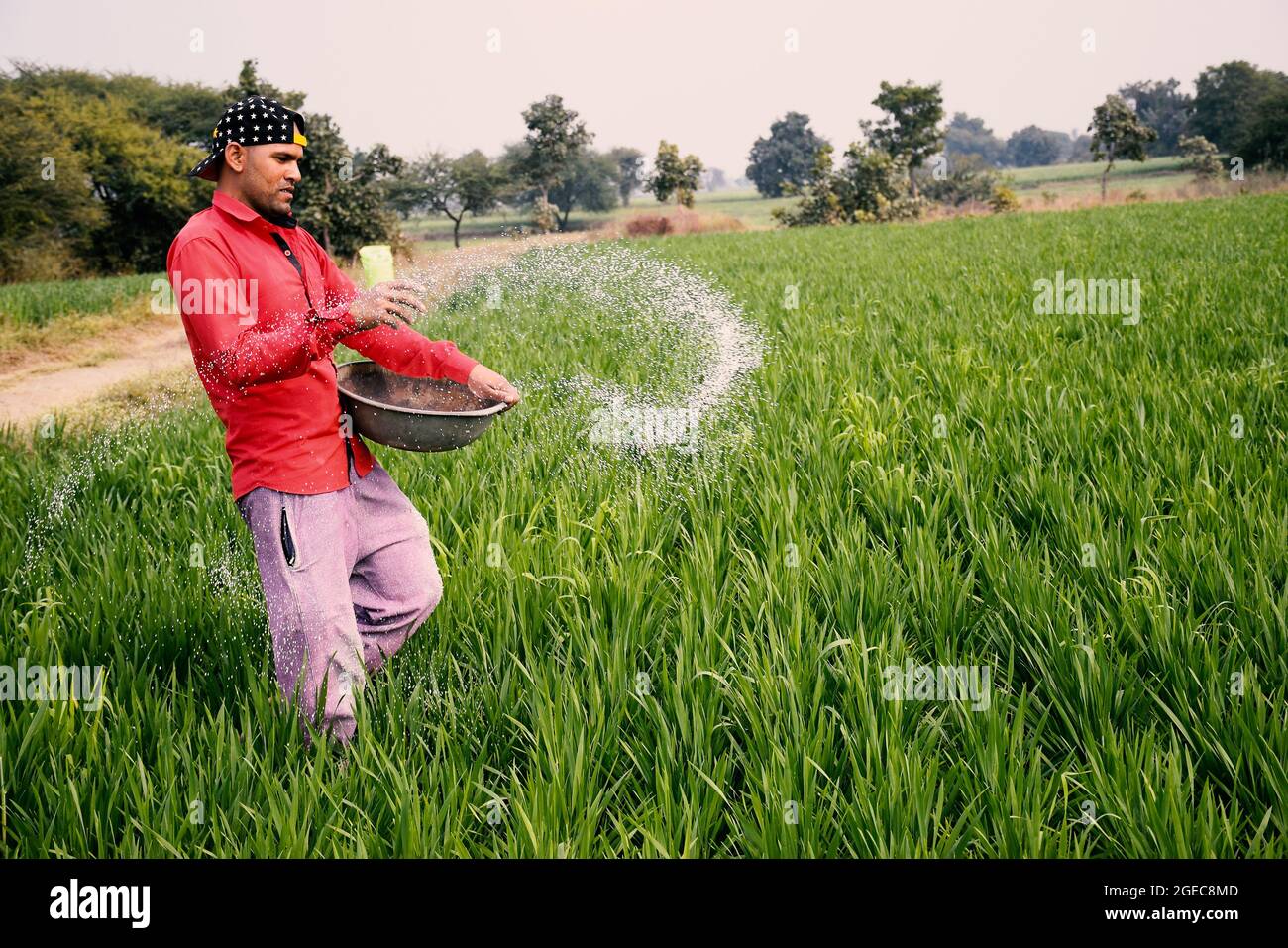 India farmer fertilizer hi-res stock photography and images - Alamy