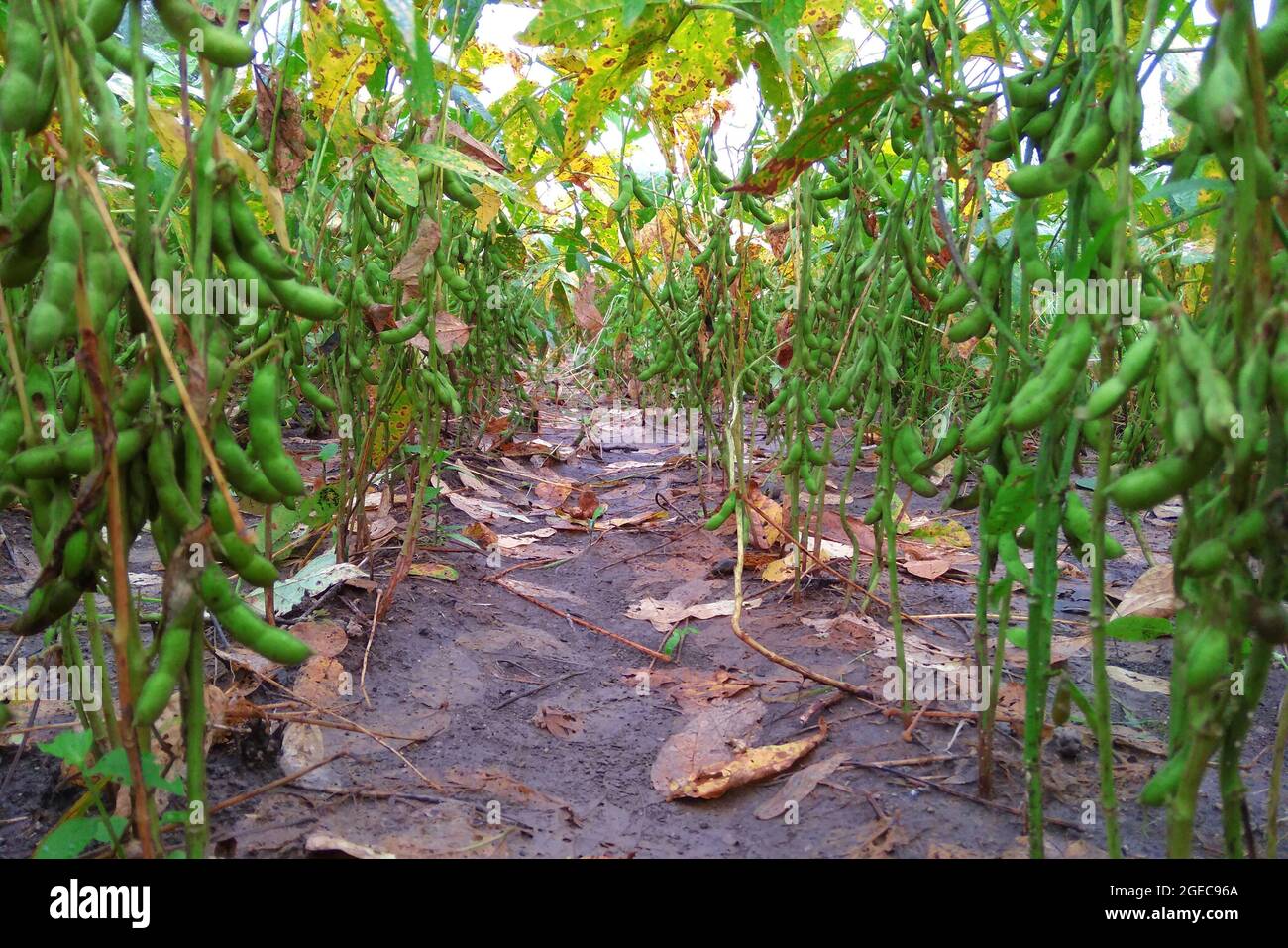 Legumes planted in soybean plants, Rowed soybean plants Stock Photo - Alamy