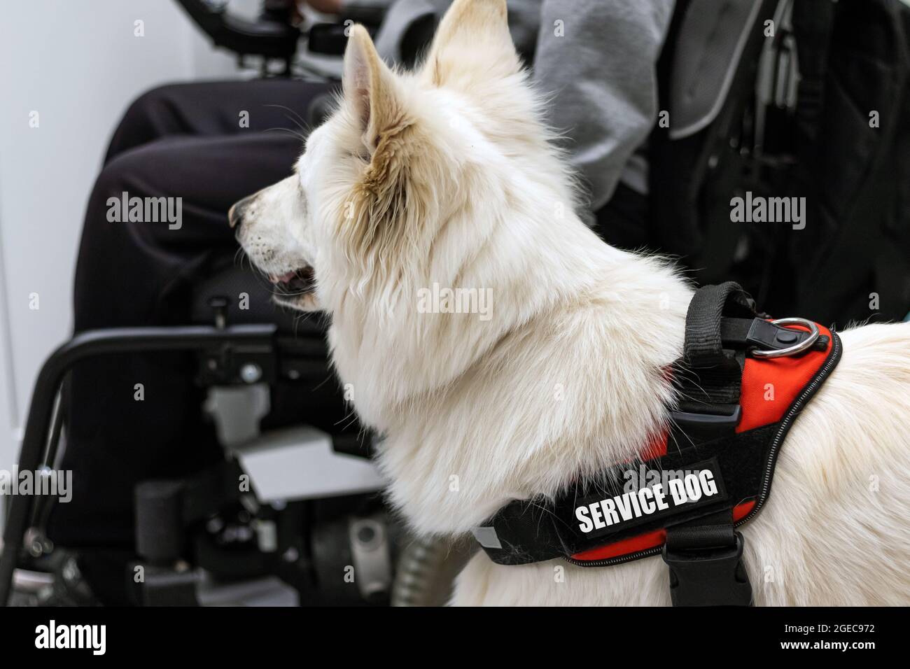 Handicapped animal hi-res stock photography and images - Alamy