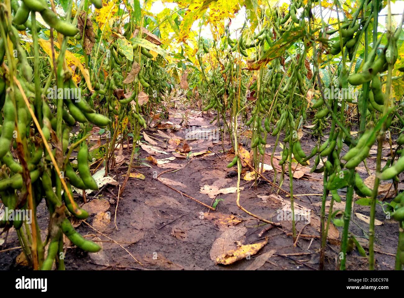 Legumes planted in soybean plants, Rowed soybean plants Stock Photo - Alamy