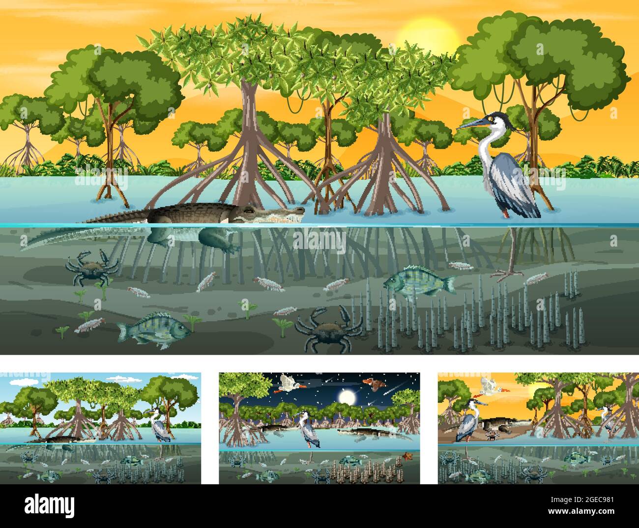 Mangrove Animals