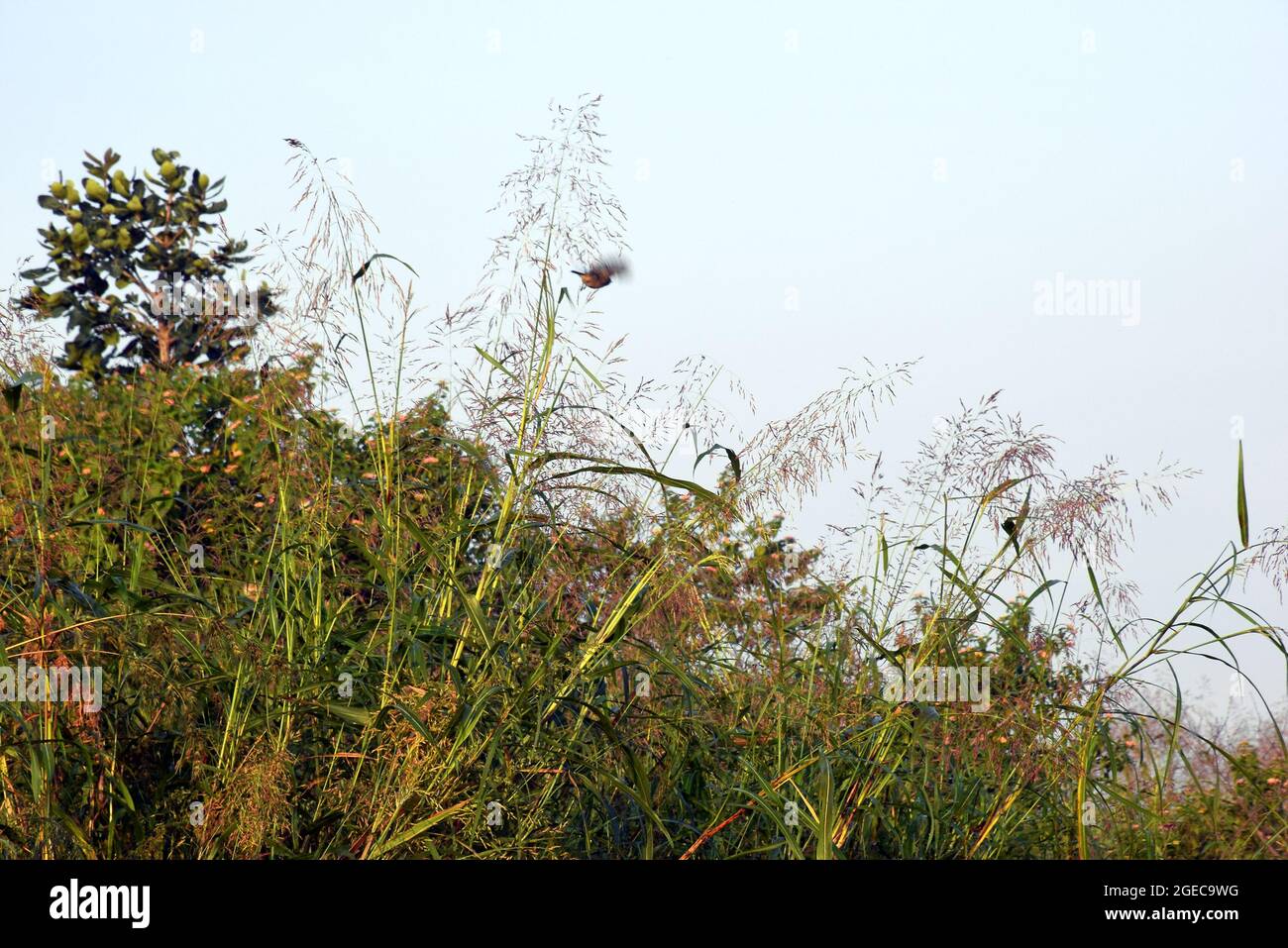 Waving grass hi-res stock photography and images - Alamy