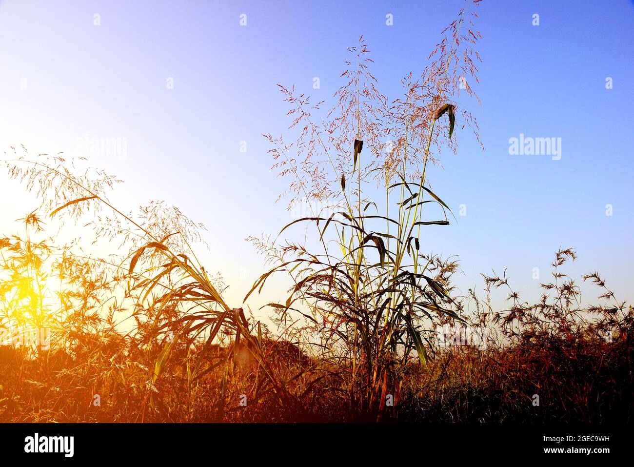 Waving grass hi-res stock photography and images - Alamy
