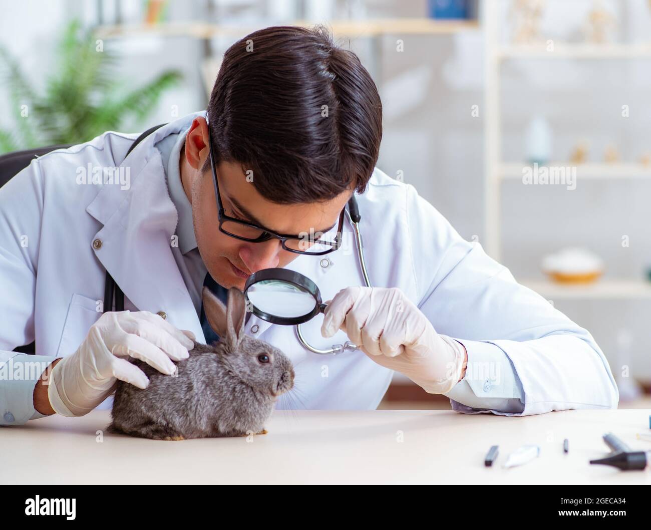 The vet doctor checking up rabbit in his clinic Stock Photo - Alamy