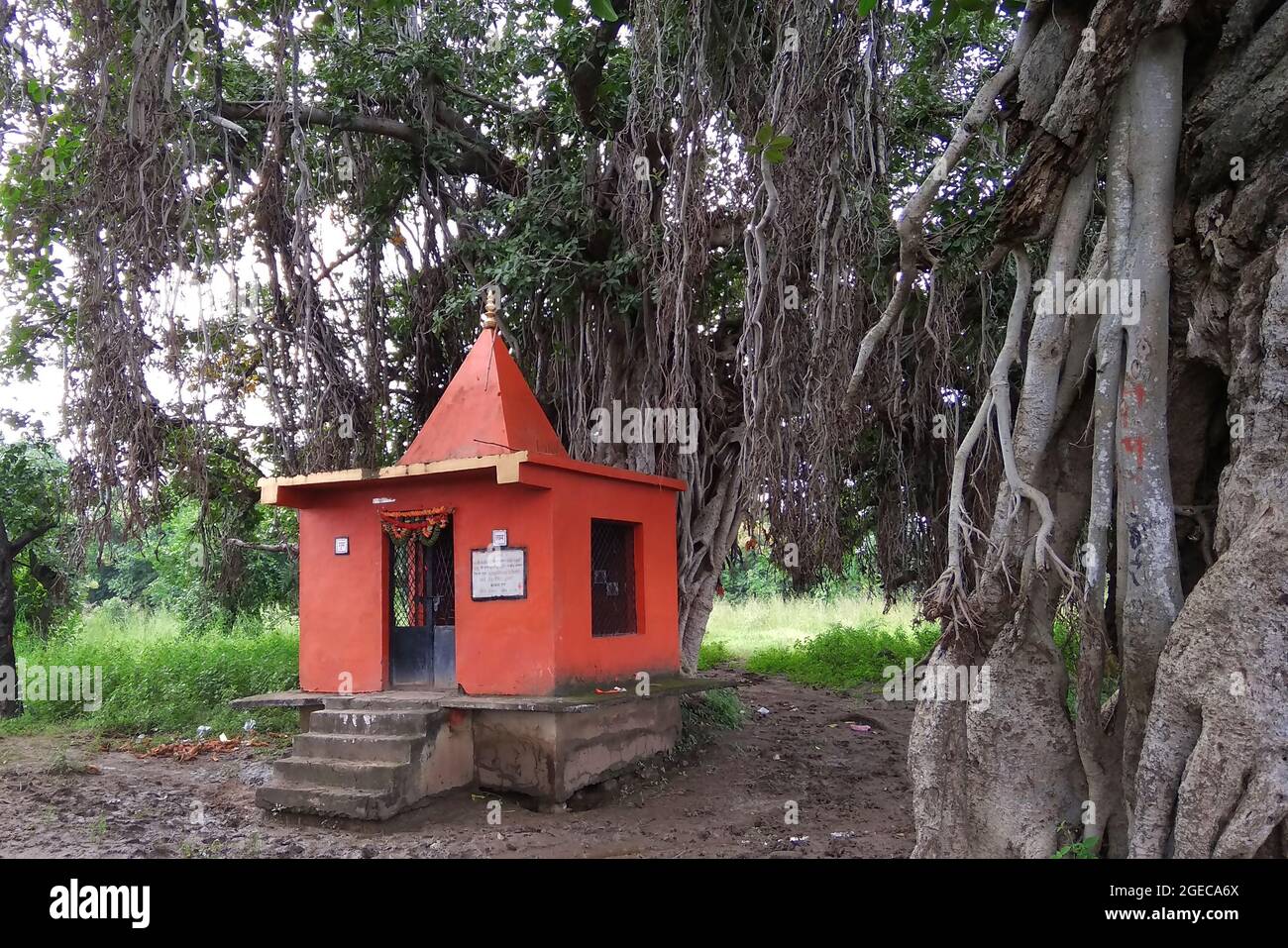 Red colored temple built under banyan tree , Indian Goddess Temple ...