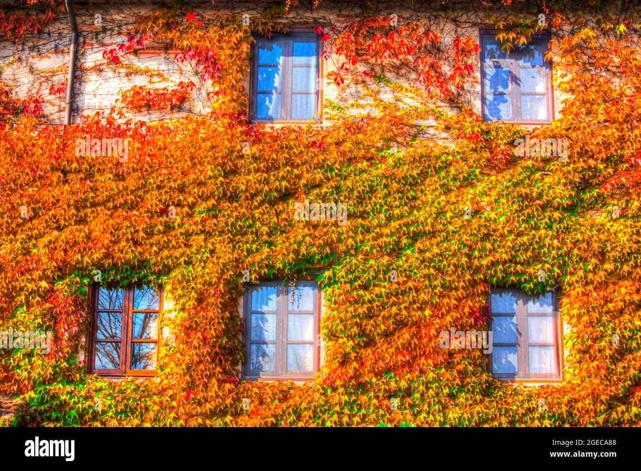 Climbing plant the American vine seen in the autumn season Stock Photo ...
