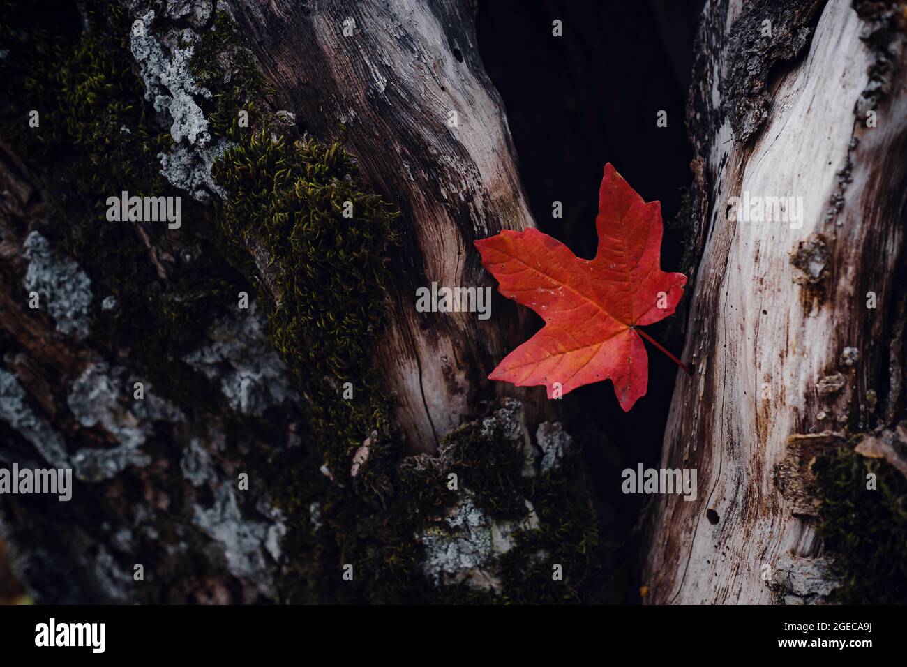 beautiful autumn red leaf in the forest. close shot. idea and concept ...