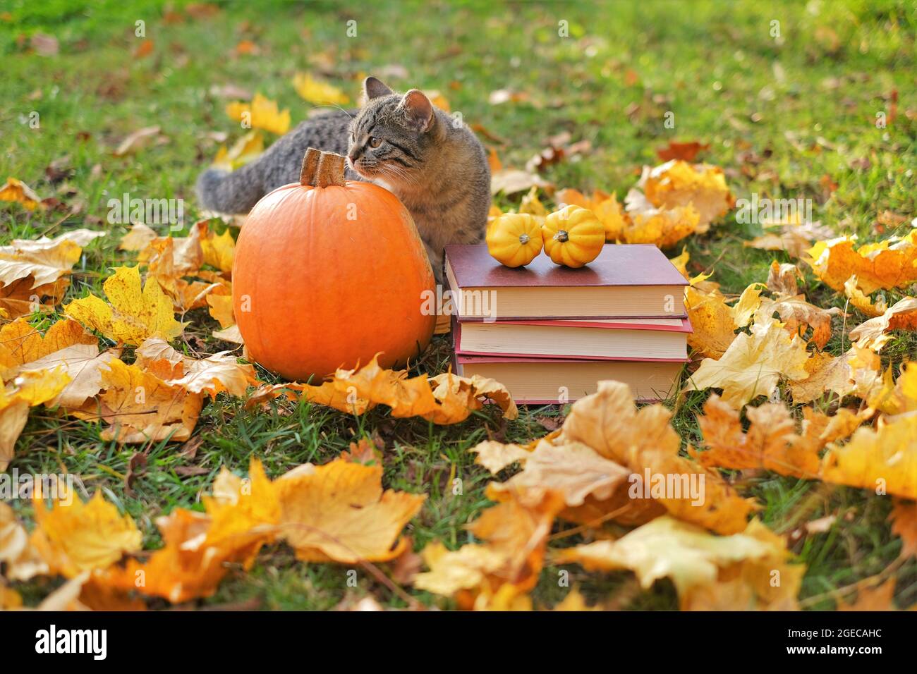 Fall Wallpaper With Cats