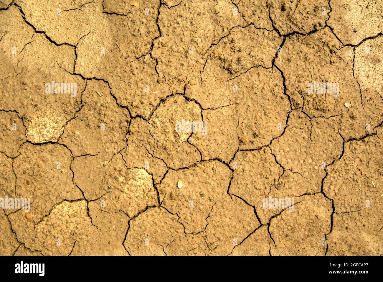 Land damaged by lack of water in the middle of summer Stock Photo - Alamy