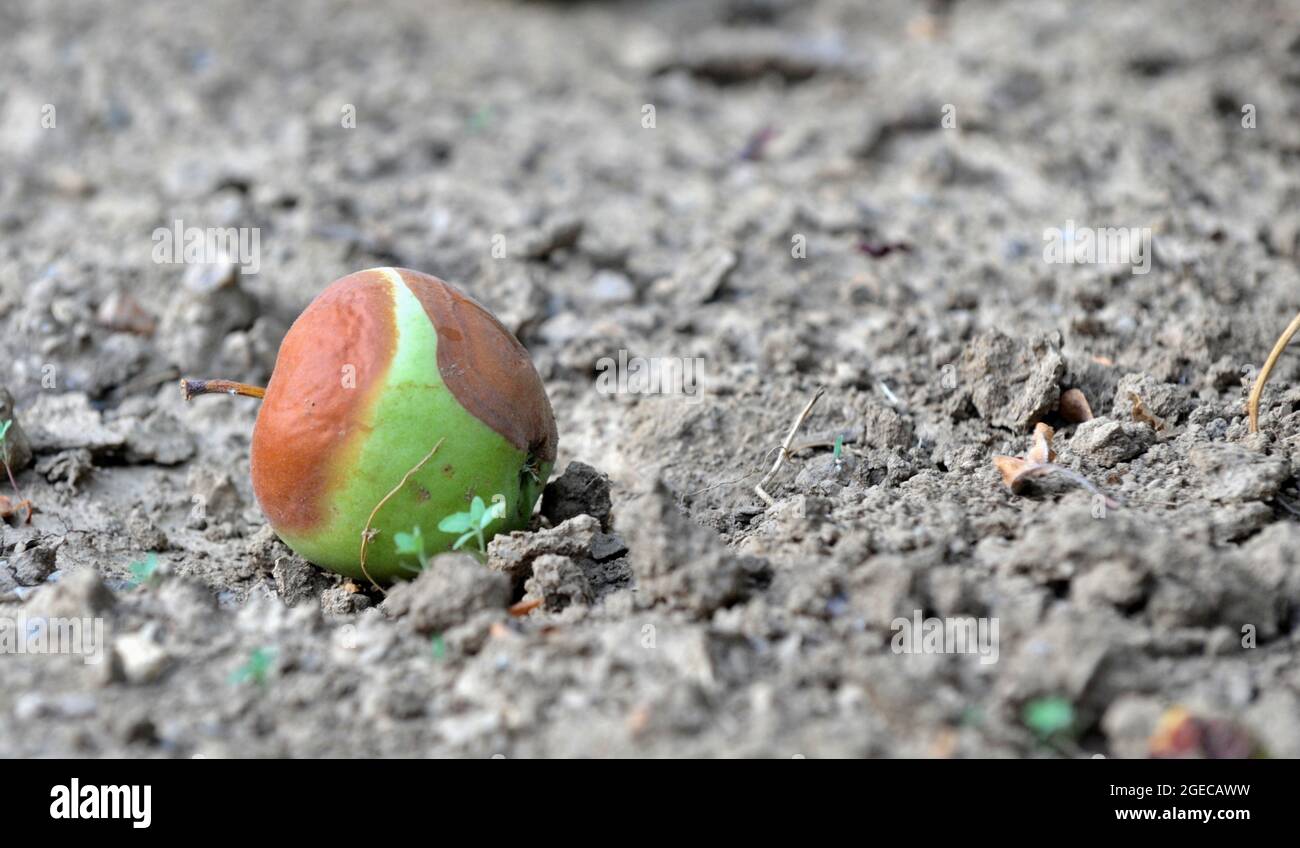 Unripe apple ground hi-res stock photography and images - Alamy