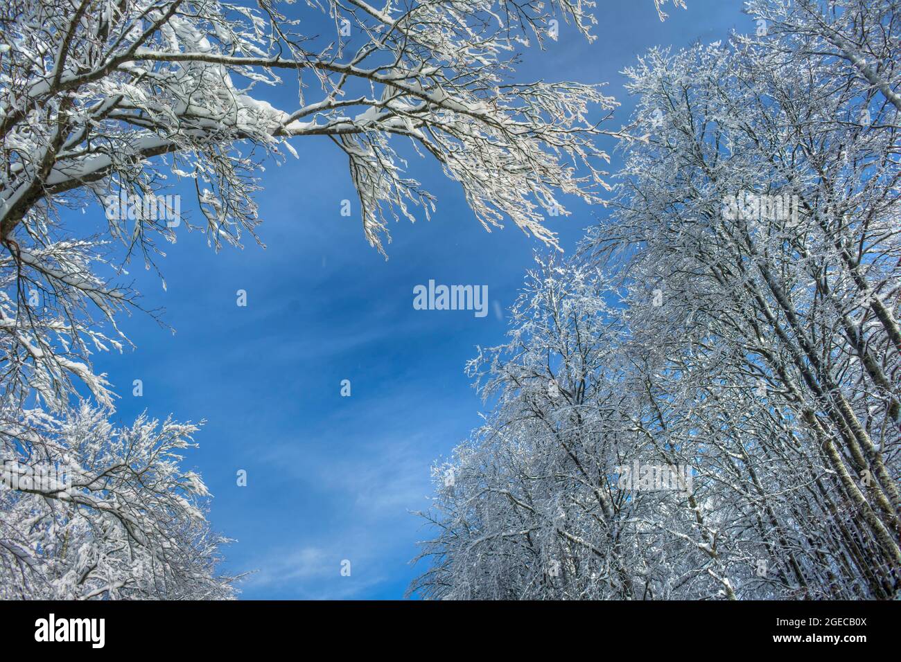 View of a snowy forest on a sunny day Stock Photo - Alamy
