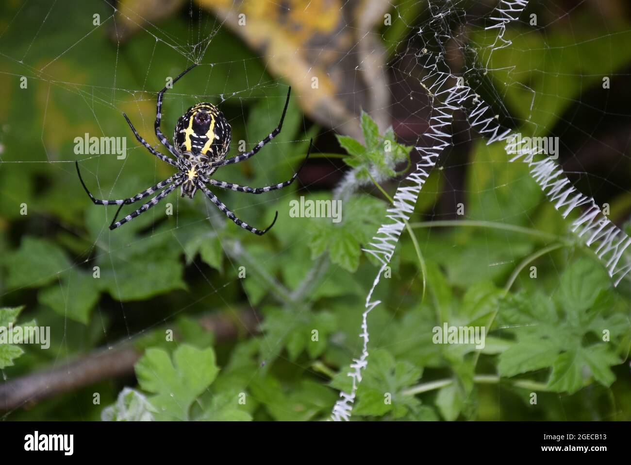 the spider weaves its net among the green plants Stock Photo - Alamy