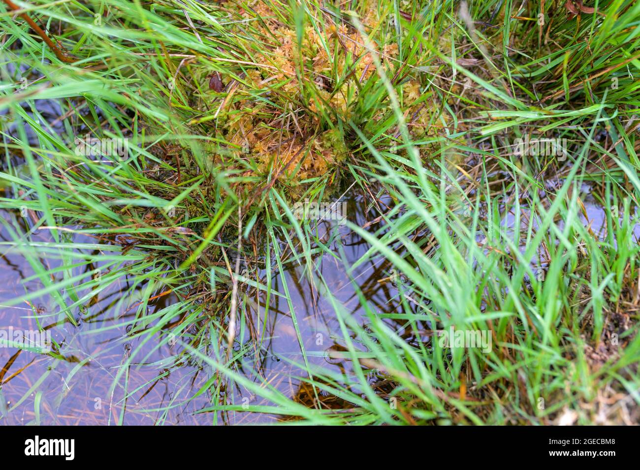 Vaalermoor, Germany. 17th Aug, 2021. The marsh peat moss (sphagnum ...