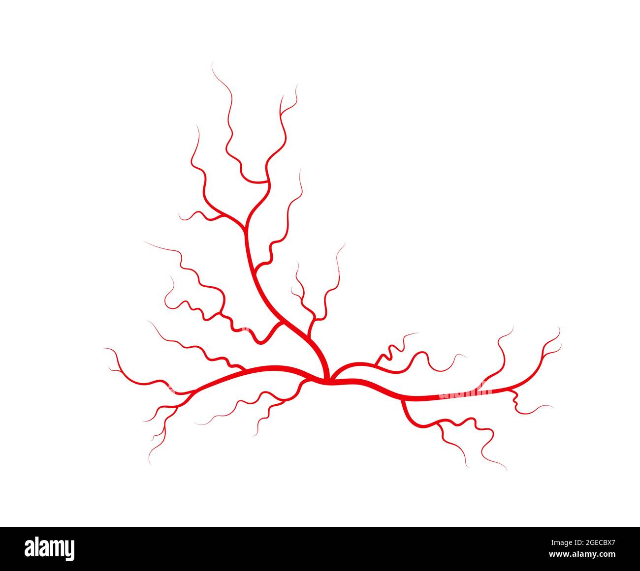 Human veins and arteries. Red branching spider-shaped blood vessels and ...